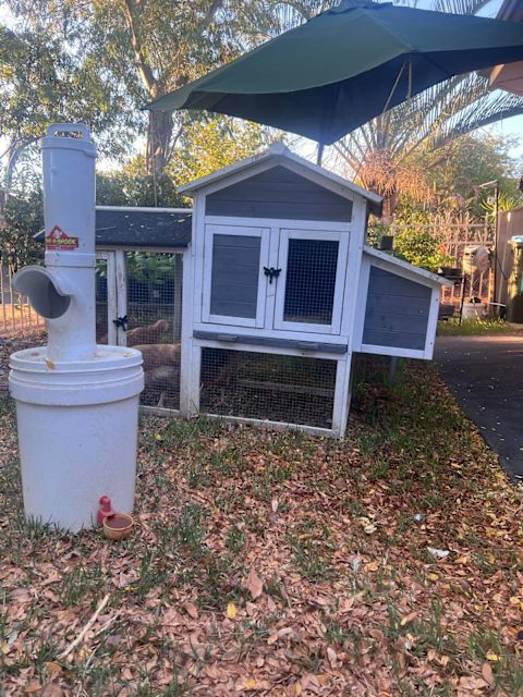 Three Lovely Hens & Coop for Sale – Complete Setup Included | Livestock ...