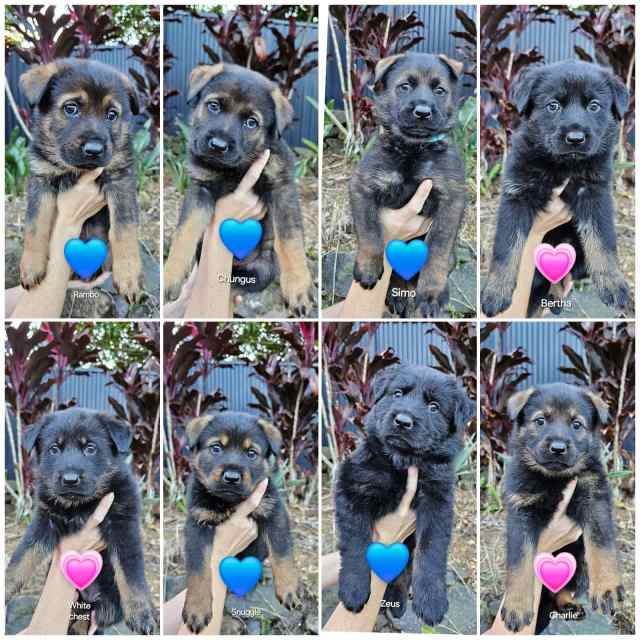 Rotti Shepherds (German Shepherd x Rottweiler) Puppies | Dogs & Puppies ...