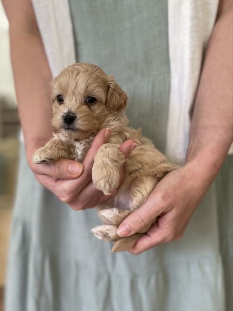 Tiny Teddy Bear Toy Shoodle Puppies - First Generation | Dogs & Puppies ...