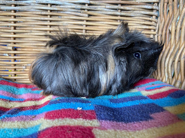 Female Guinea pigs alpaca, Peruvian & Sheltie | Other Pets | Gumtree ...