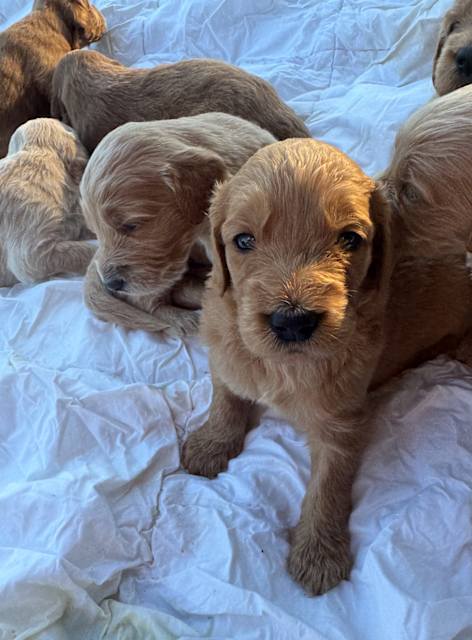 F1 Standard Groodle Puppies | Dogs & Puppies | Gumtree Australia ...