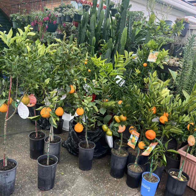 Orange Mandarin Lemon Kumquat trees with lot of fruits now . Fairfield ...