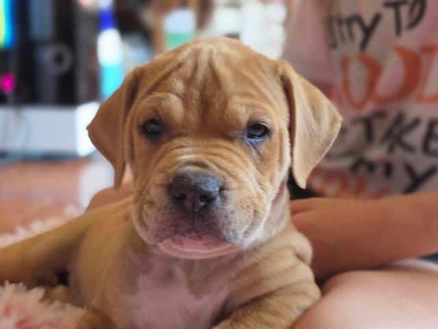 8 week old ridgeback x staffy puppies ready now | Dogs & Puppies ...