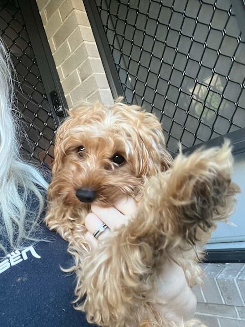 F2 cavoodle puppy | Dogs & Puppies | Gumtree Australia Ipswich City ...
