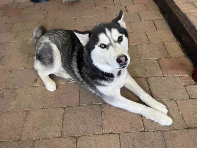 Siberian husky | Dogs & Puppies | Gumtree Australia North Canberra ...
