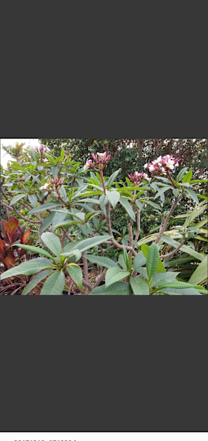 Frangipani-Small to Advanced - Plants in Bangor NSW | Gumtree Australia