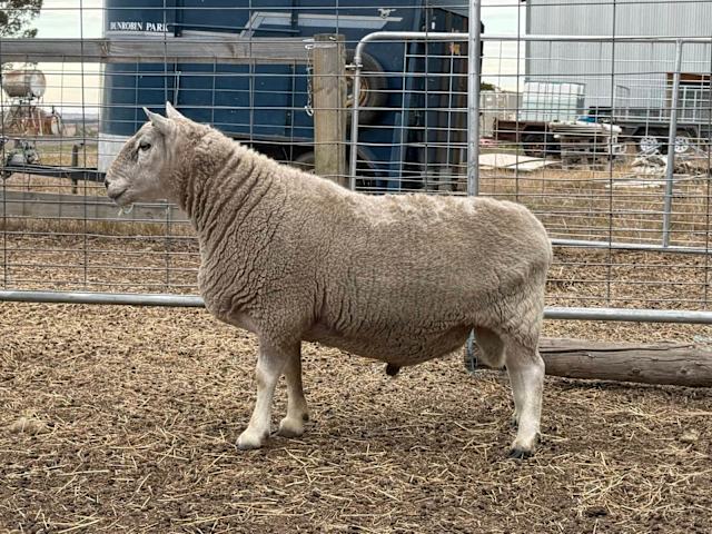 Cheviot Ram Purebred | Livestock | Gumtree Australia Golden Plains ...