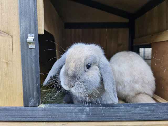 2 mini lop rabbits with cage and accessories | Rabbits | Gumtree ...