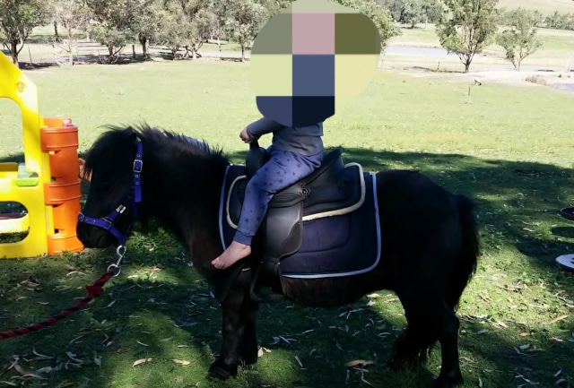 mini pony gelding. kids lead line riding | Horses & Ponies | Gumtree ...