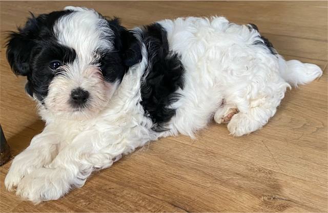 Highland maltese shitzu/ toy parti poodle pups | Dogs & Puppies ...