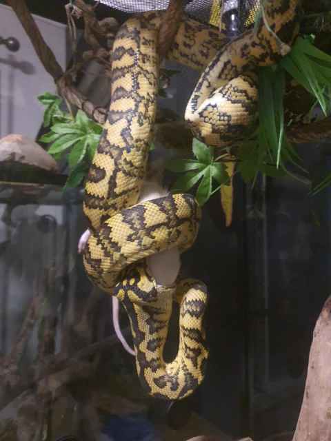 Hyper Jungle Python - beautiful yellow and black patterns | Reptiles ...