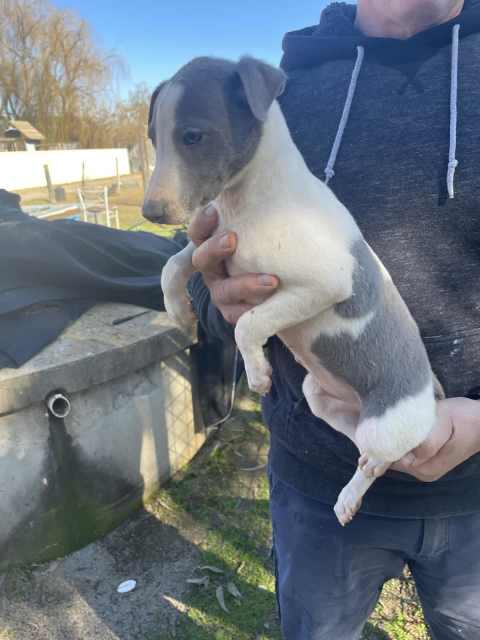 Purebred Whippet Pups | Dogs & Puppies | Gumtree Australia Leeton Area ...