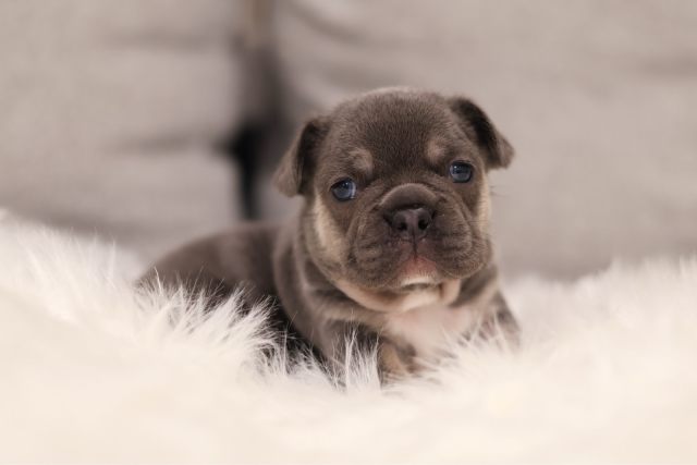 Pedigree French bulldog puppies 7 panel health clear | Dogs & Puppies ...