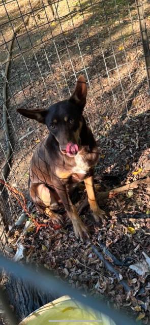 Red and tan male dog | Dogs & Puppies | Gumtree Australia Oberon Area ...