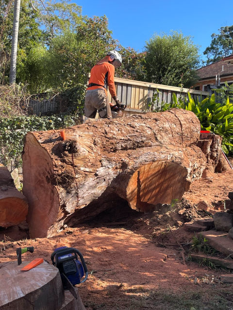 Tree worker Groundsman Wanted | Gardening & Landscaping | Gumtree ...