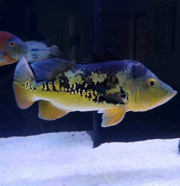 Saratoga, Stingray, Bass, Uaru, Oscars | Fish | Gumtree Australia Pine ...