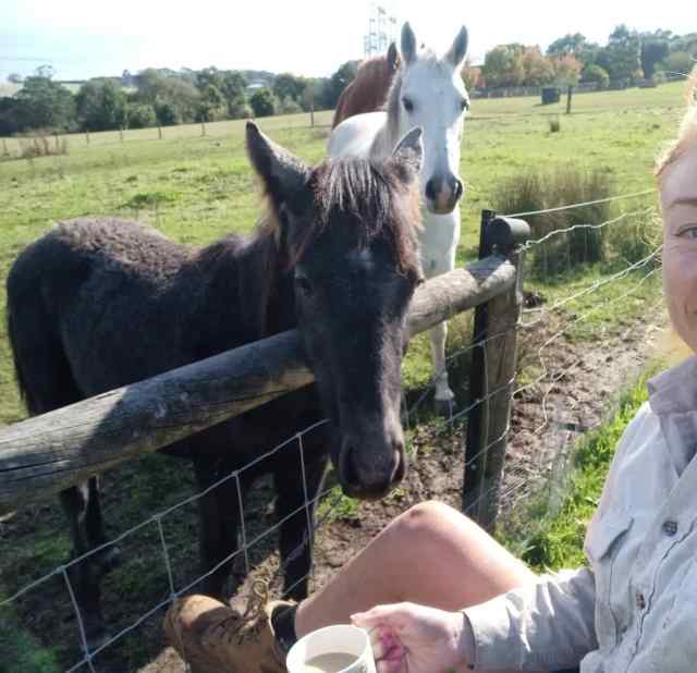 Connemara x welsh gelding 10yo Packhorse | Horses & Ponies | Gumtree ...