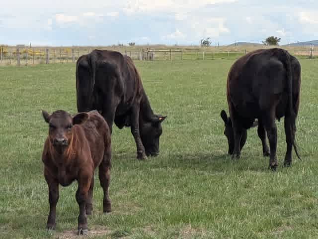 5 Angus x Heifers/Cows with Angus Calves at Foot | Livestock | Gumtree ...