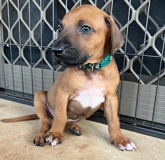 Rhodesian Ridgeback Puppies | Dogs & Puppies | Gumtree Australia ...