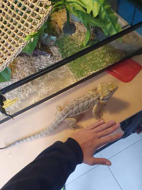 bearded dragon and childrens python for sale (need gone quick ...