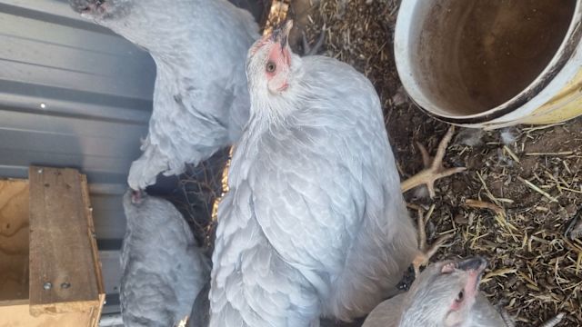 ancona pair and lavender sussex pullets | Livestock | Gumtree Australia ...