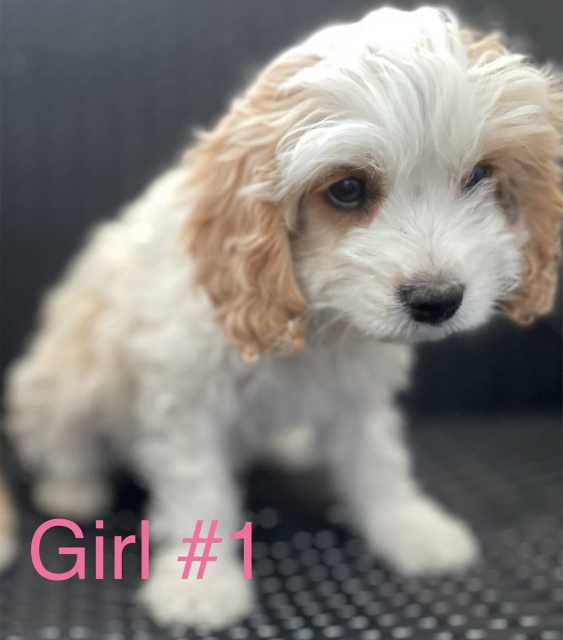 Cavoodle puppies | Dogs & Puppies | Gumtree Australia Cooma-Monaro Area ...