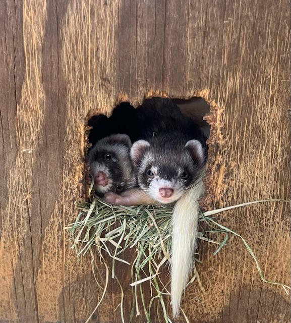 Working Bred Ferrets For Sale | Other Pets | Gumtree Australia Golden Plains - Lethbridge ...