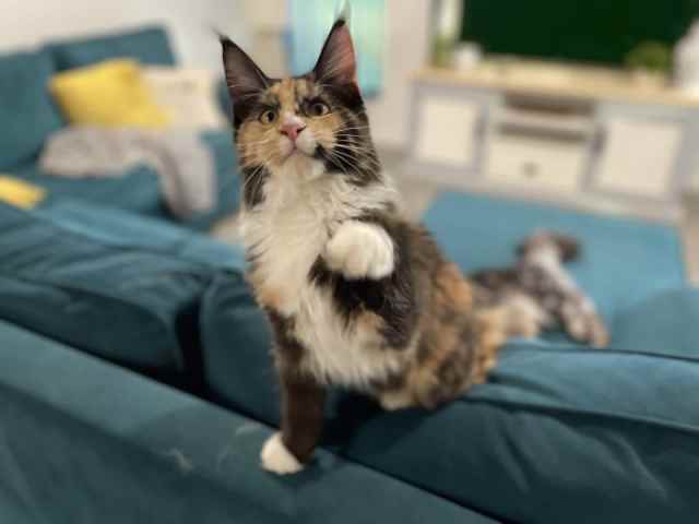 Maine Coon retiree Queen | Cats & Kittens | Gumtree Australia Fraser ...