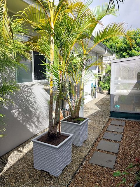 Mature golden canes in decorative pots - Plants in Cooroy QLD | Gumtree ...