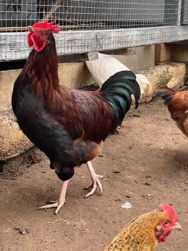 6 month old Red Stud Rooster | Birds | Gumtree Australia Fairfield Area ...