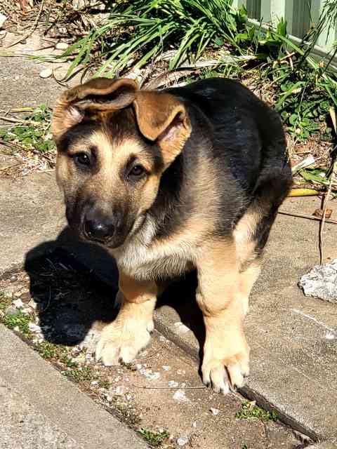 Puppy for sale | Dogs & Puppies | Gumtree Australia Campbelltown Area ...