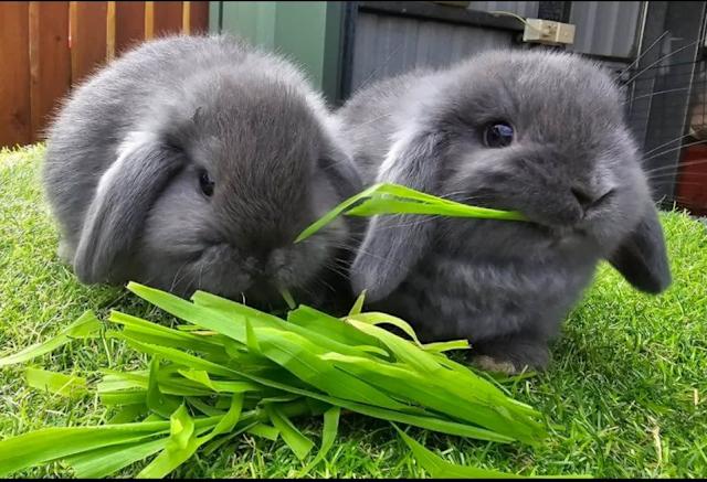 Mini lop rabbits | Rabbits | Gumtree Australia Burnie Area - Burnie ...