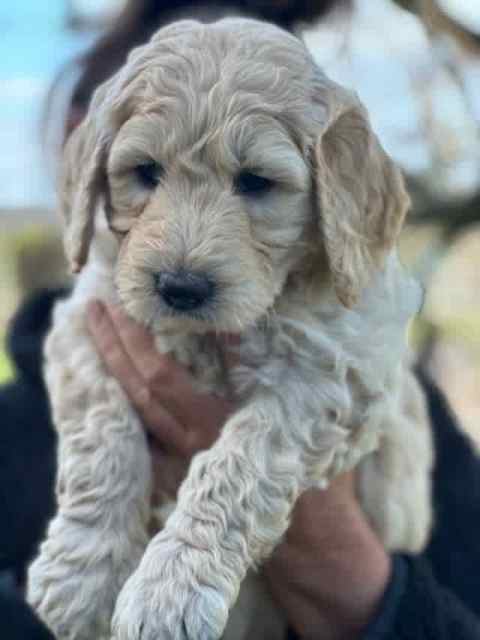 F1 Groodles ( goldendoodles) | Dogs & Puppies | Gumtree Australia ...