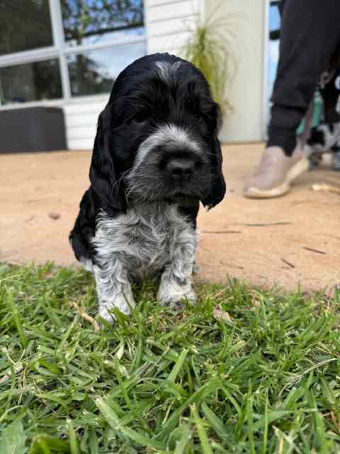 1 female blue roan cocker spaniel puppy for sale | Dogs & Puppies ...