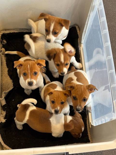 PURE BRED JACK RUSSEL PUPPIES | Dogs & Puppies | Gumtree Australia ...