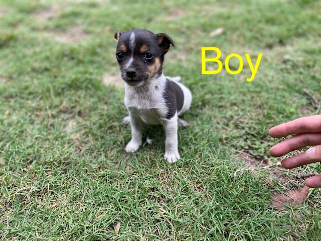 1x Purebred Mini Foxy, vax, vet checked, wormed, microchipped. | Dogs ...