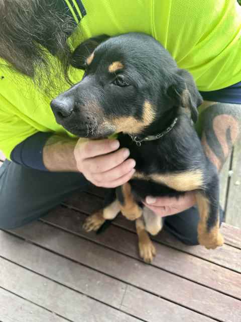 Purebred kelpie pup for sale 10 weeks old | Dogs & Puppies | Gumtree ...