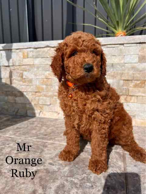 F2 Groodle puppies RICH RUBY RED 4 left DNA clear & hip scored parents ...