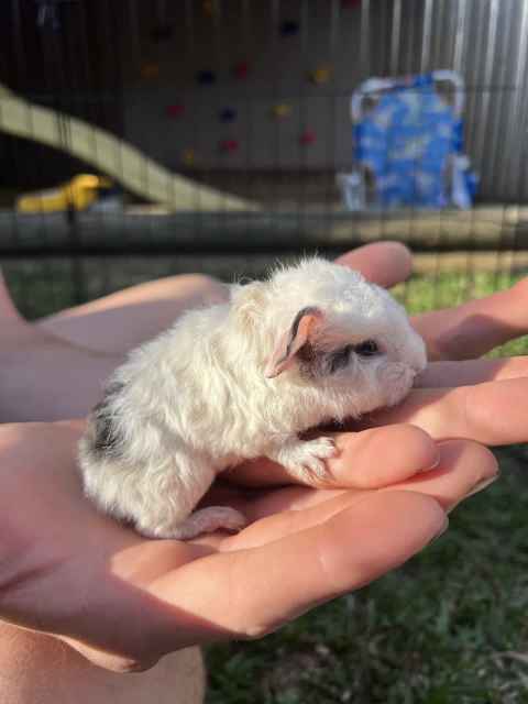 GUINEA PIGS! | Other Pets | Gumtree Australia Townsville Surrounds ...