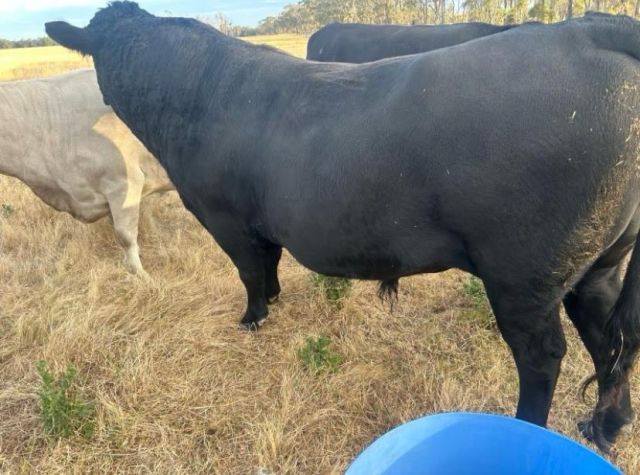 Black Angus Bull | Livestock | Gumtree Australia Plantagenet Area ...