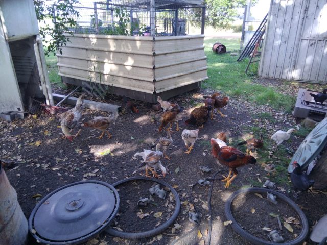 Asil Game Birds | Livestock | Gumtree Australia Ipswich City - Marburg ...