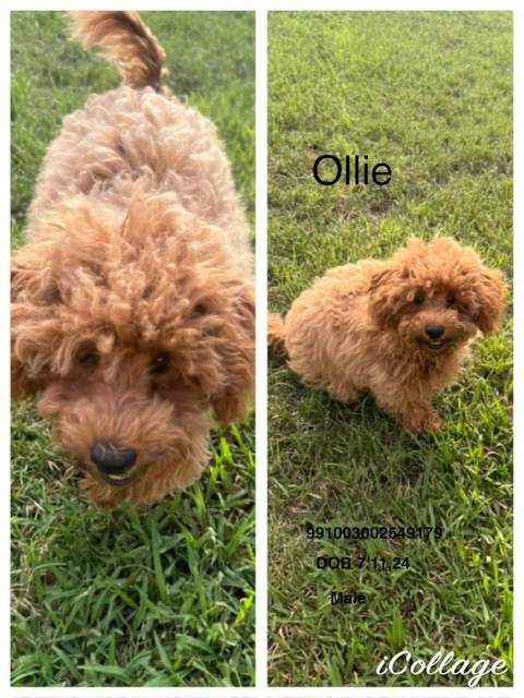 1 Male Toy Poodle pure bred Jax an Ollie needing forever homes | Dogs ...