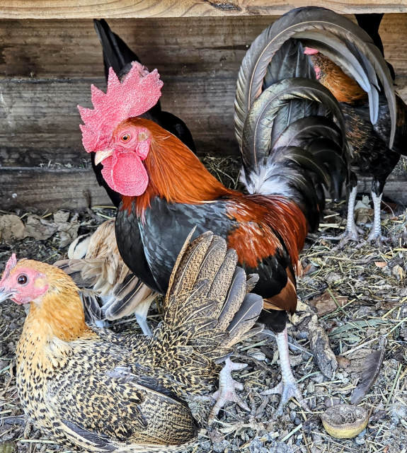 Old English Bantams - chooks for sale | Birds | Gumtree Australia ...