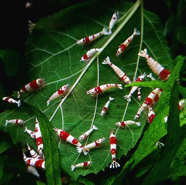 **Top quality Crystal Red Shrimp (CRS) available (Post or pick-up ...