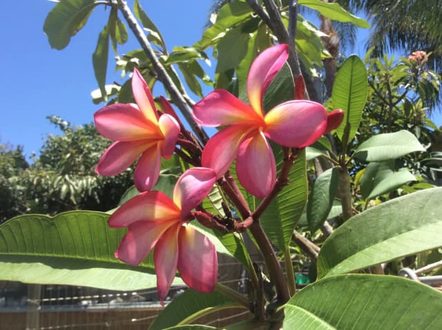Frangipani plants tri-colour / fruit salad planted for over two years ...