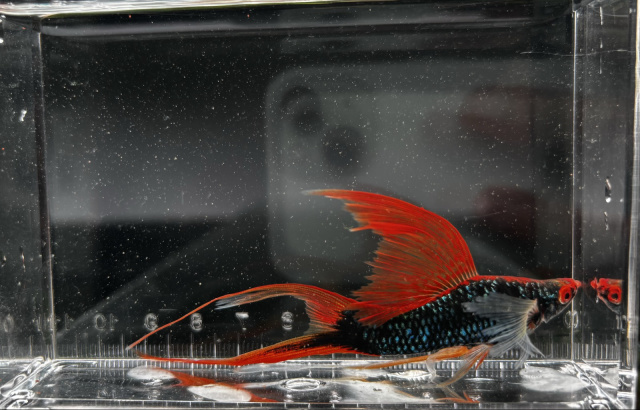 High quality Fancy Mollies and Swordtails | Fish | Gumtree Australia ...