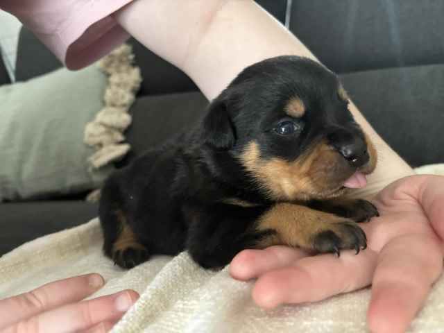 Beautiful Rottweiler puppies | Dogs & Puppies | Gumtree Australia ...