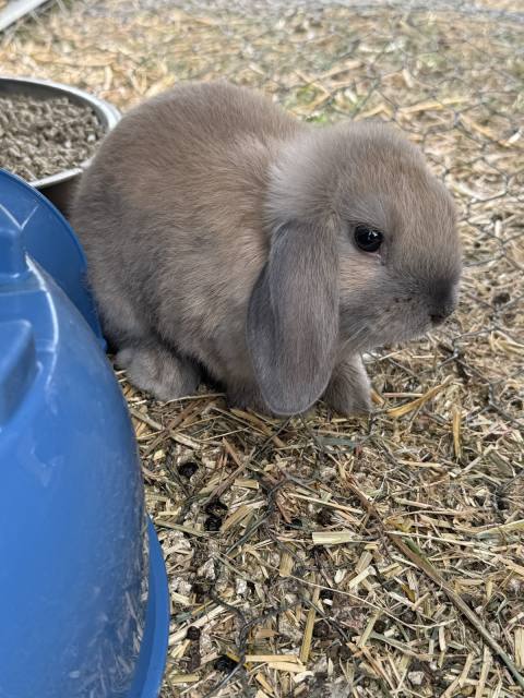 Purebred Mini Lop Rabbits | Rabbits | Gumtree Australia Southern ...