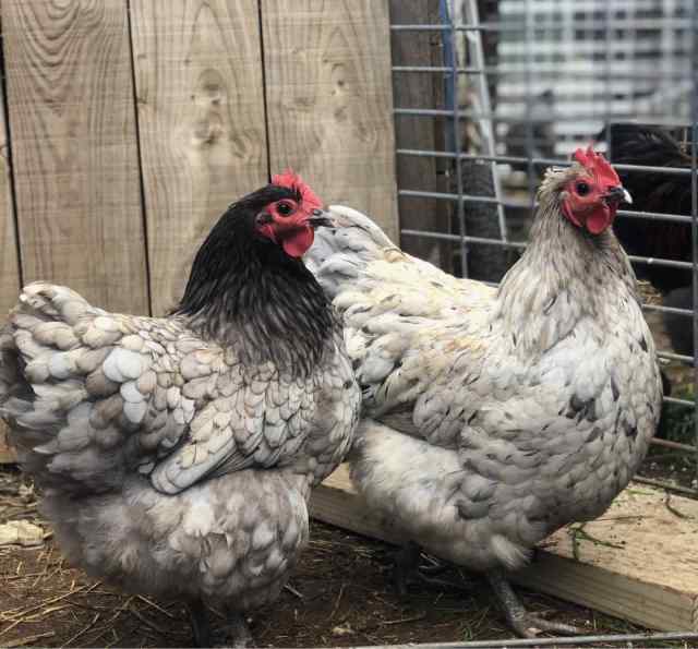 Blue splash australorp fertile eggs for hatching 1 dozen | Livestock ...