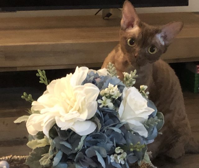 PUREBRED FEMALE DEVON REX | Cats & Kittens | Gumtree Australia Brisbane ...